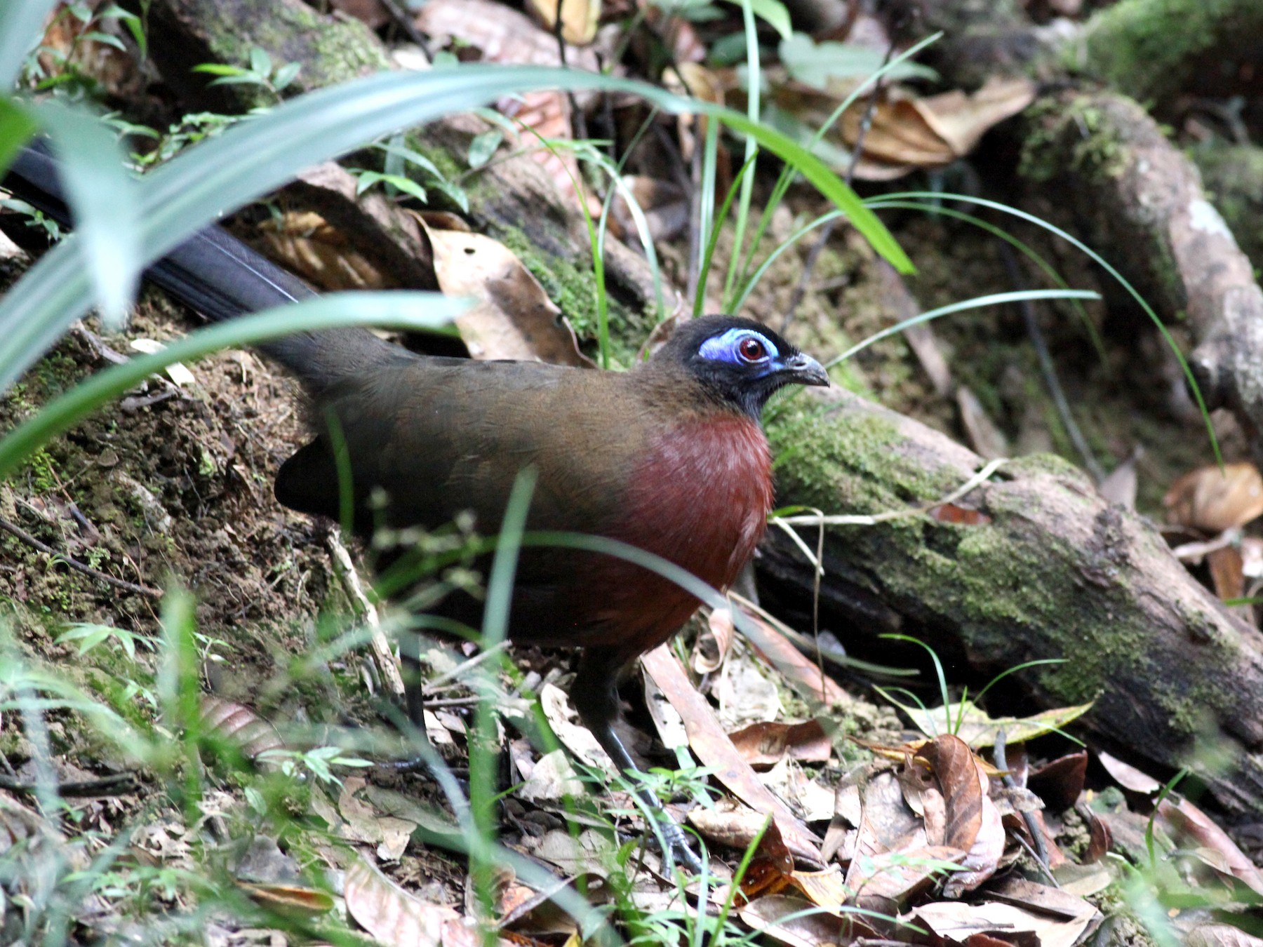 Red-breasted Coua - eBird