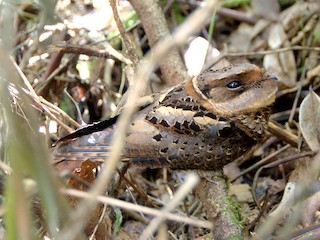Collared Nightjar - eBird