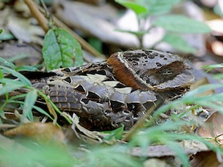 Collared Nightjar - eBird