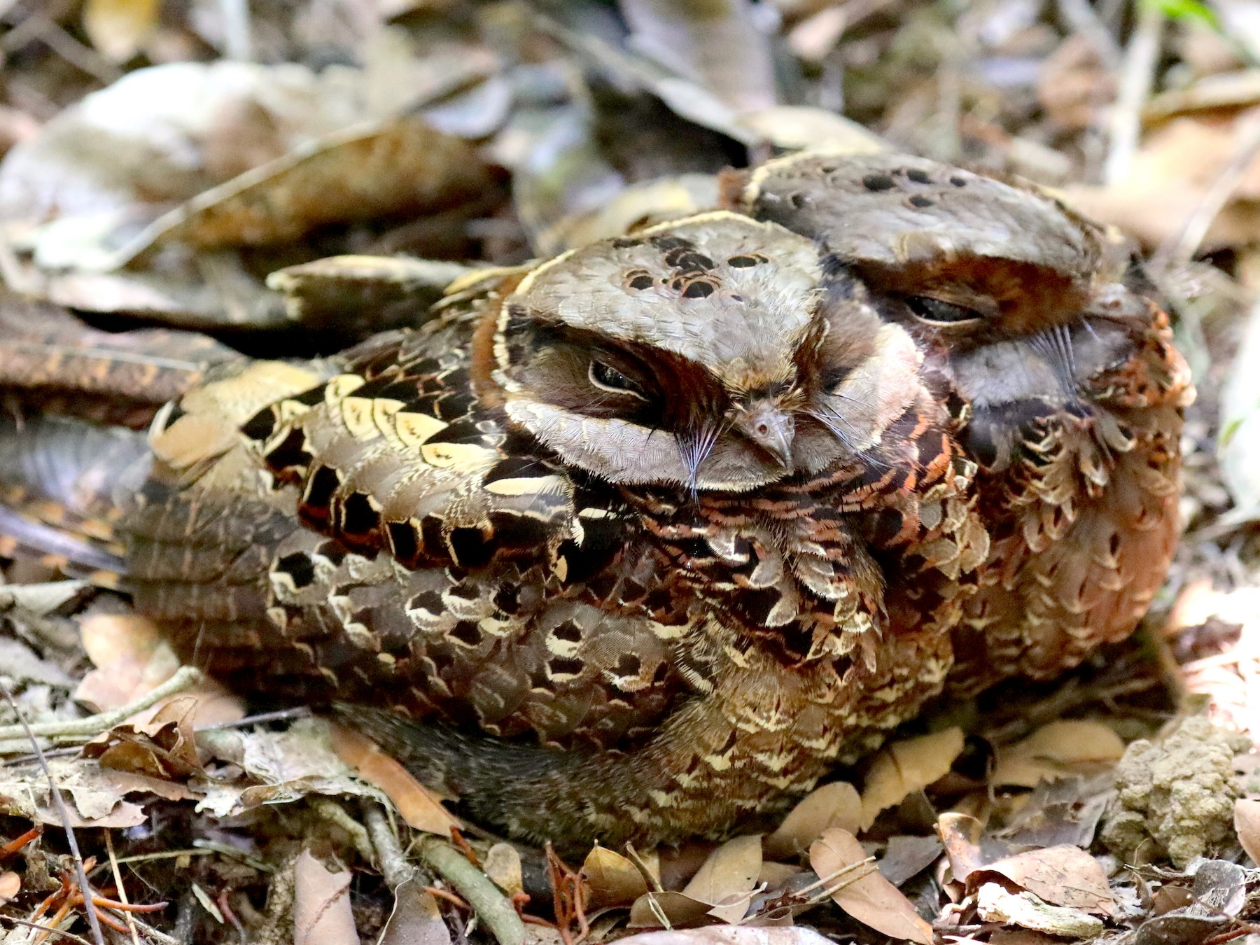 Collared Nightjar - eBird