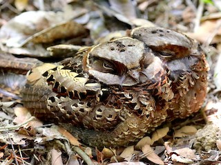 Collared Nightjar - eBird