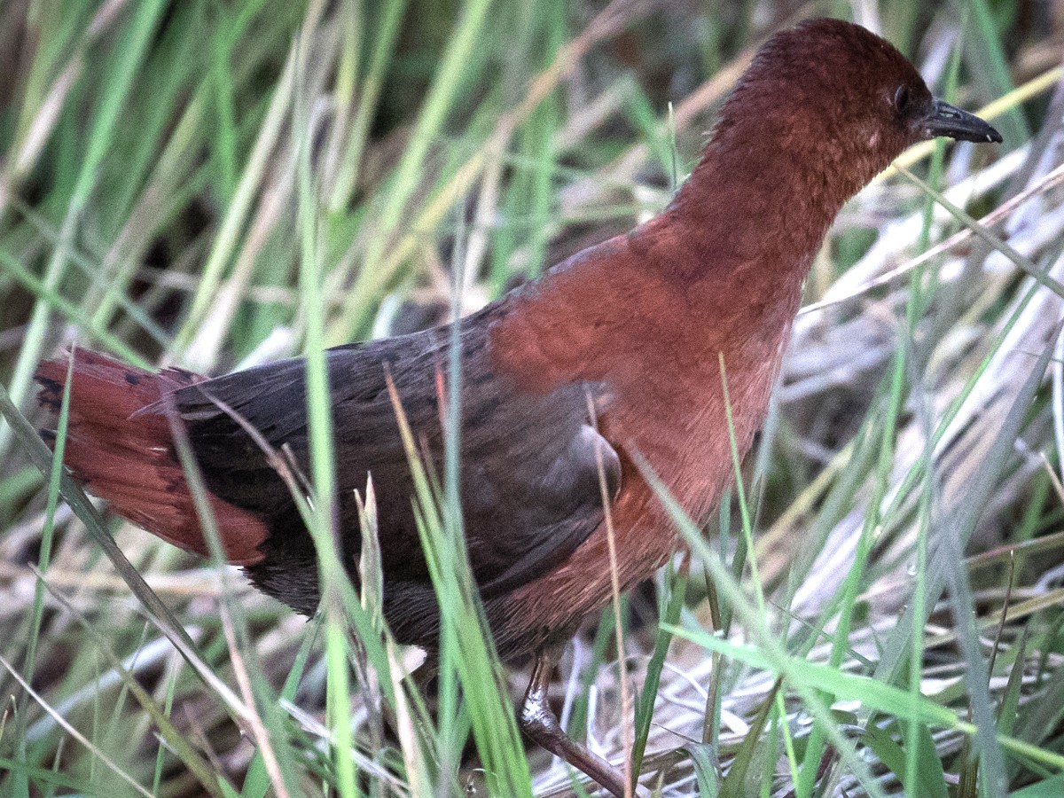 Slender-billed Flufftail - eBird