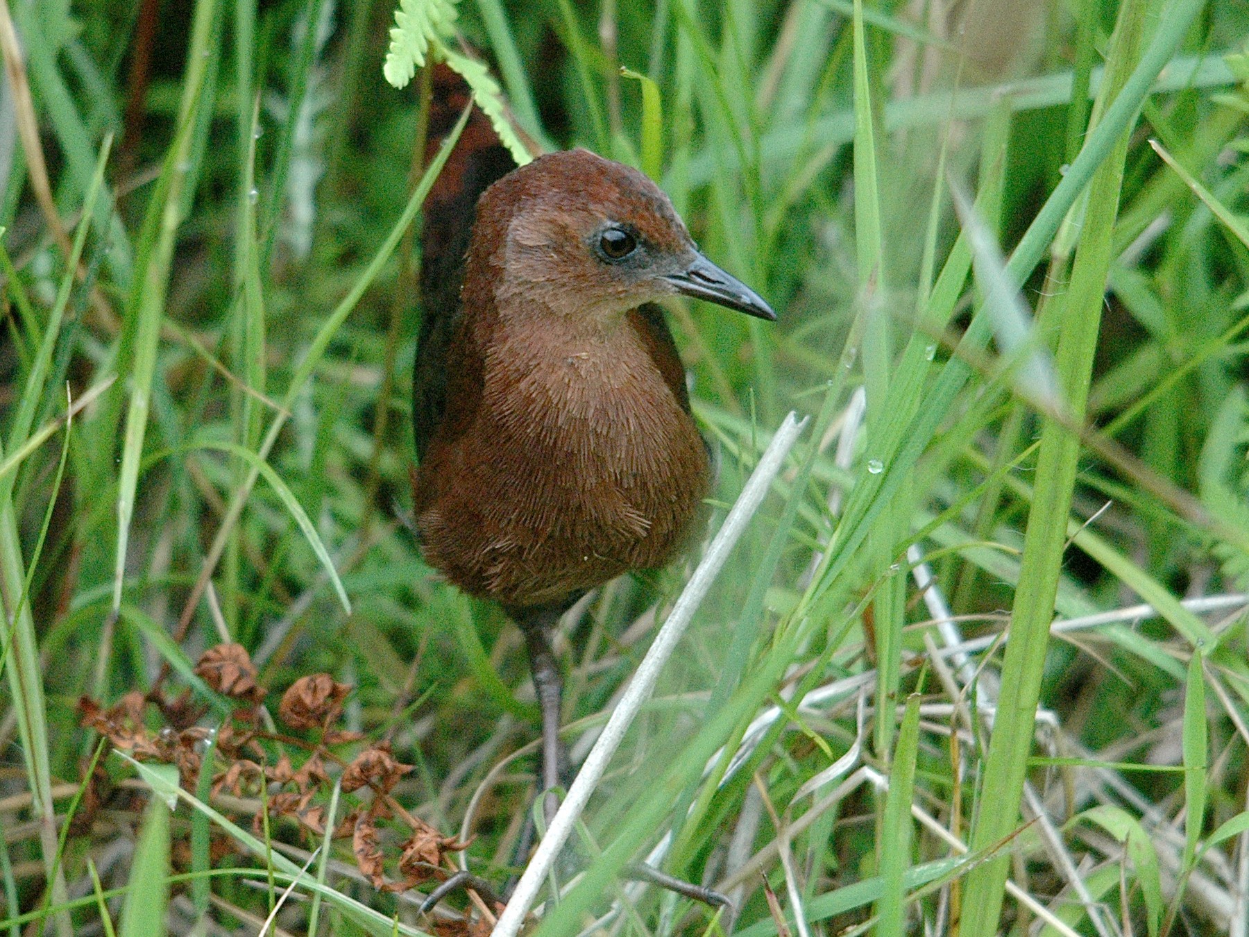 Slender-billed Flufftail - eBird