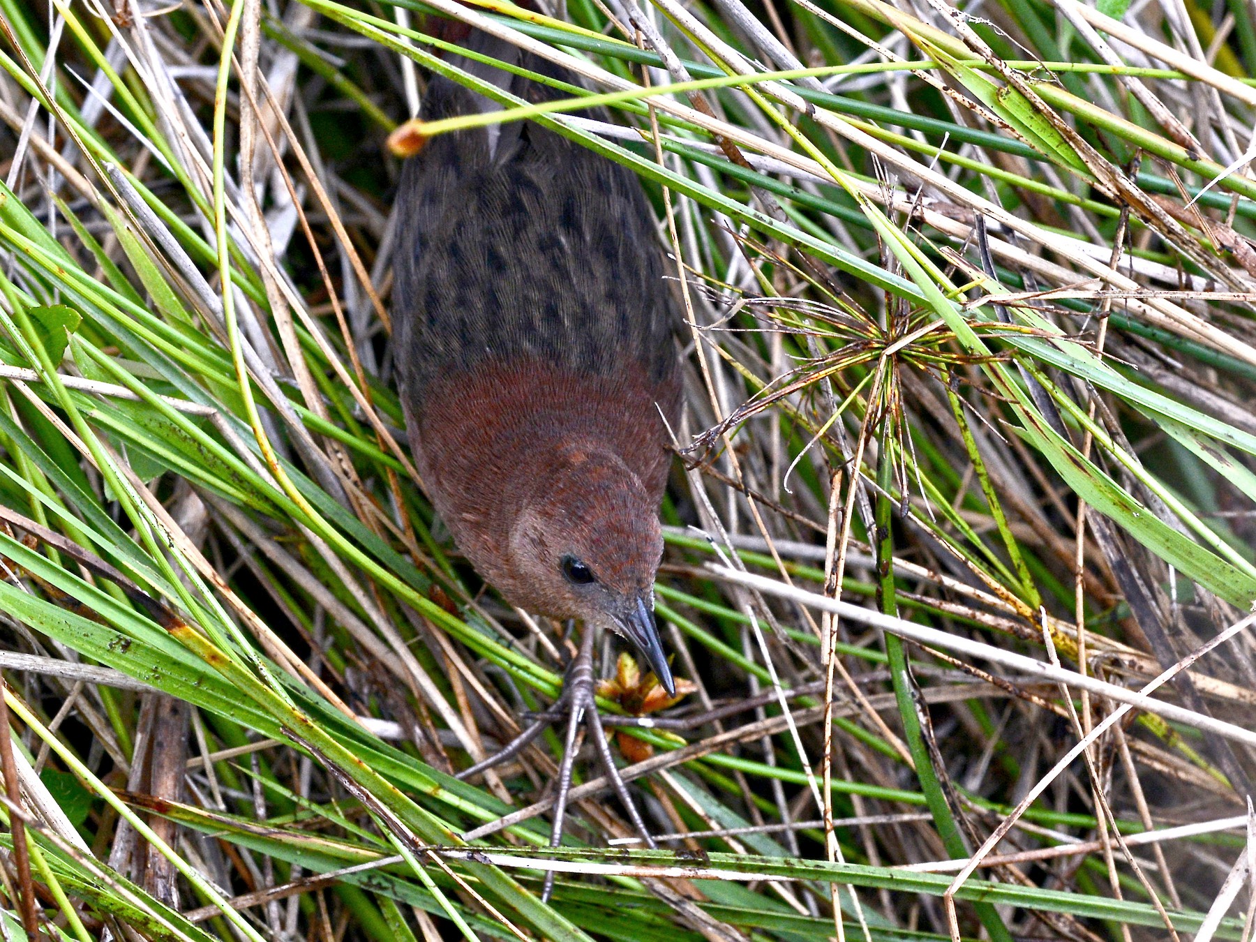 Slender-billed Flufftail - eBird