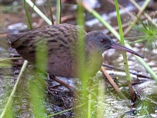 Madagascar Rail - eBird