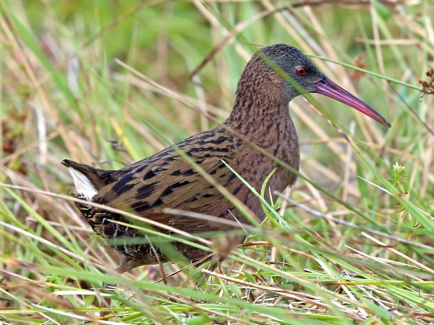 Madagascar Rail - eBird