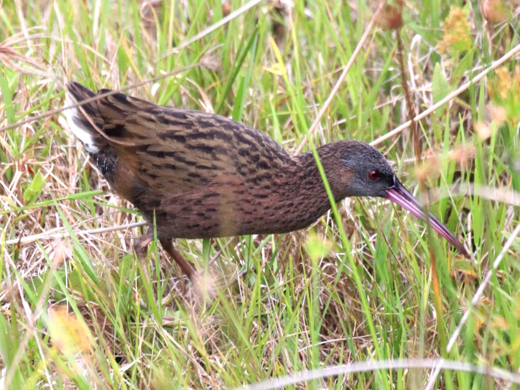 Rascón Malgache - eBird