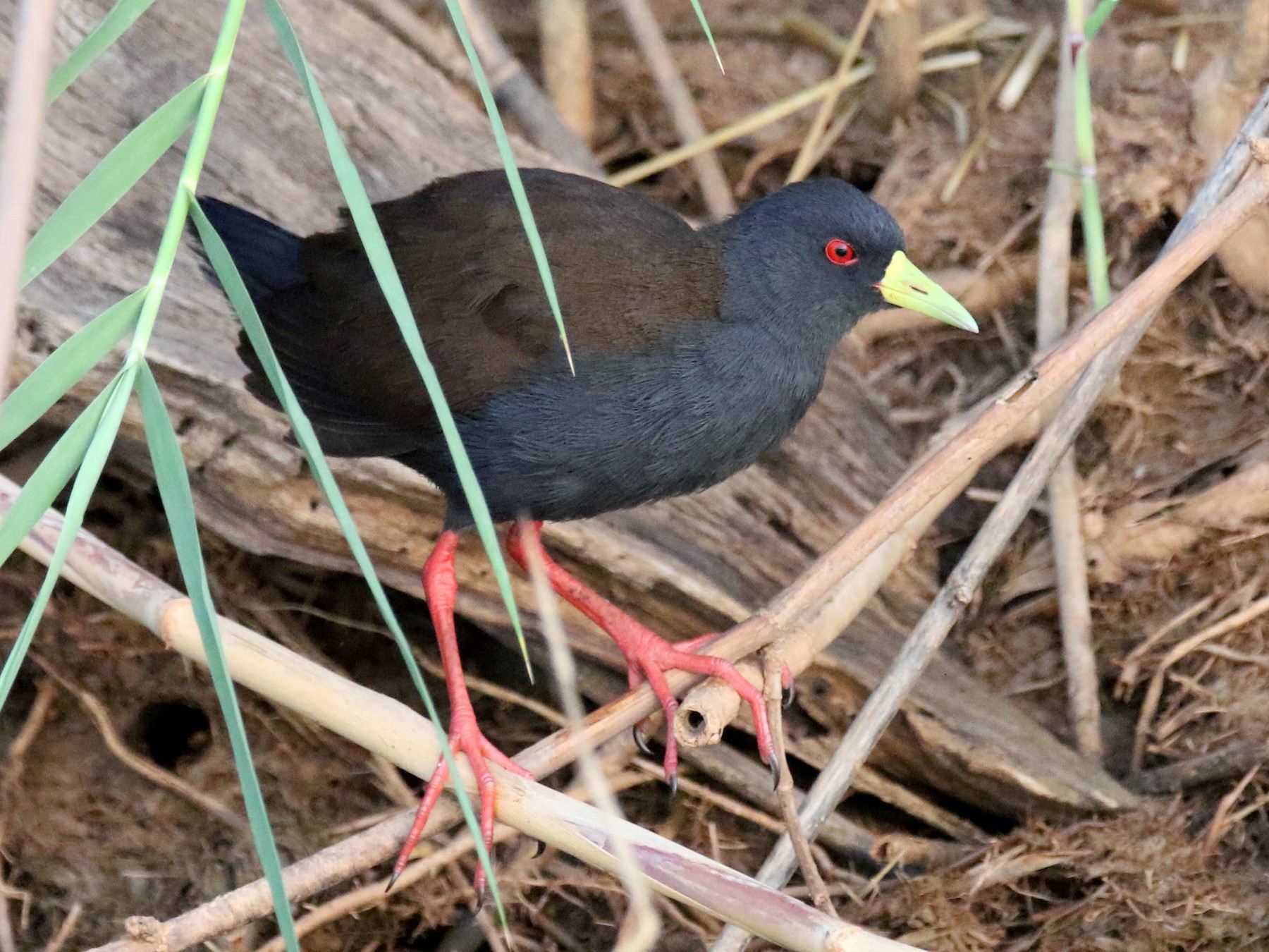 Sakalava Rail - eBird
