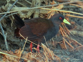 Sakalava Rail - eBird