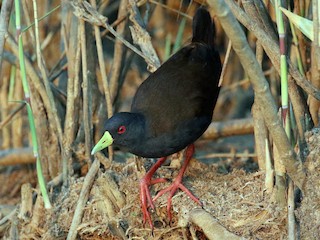Sakalava Rail - eBird