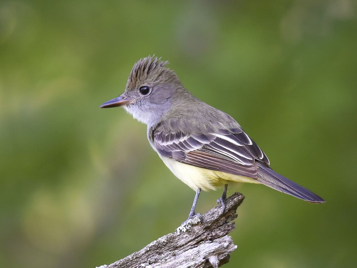 Great Crested Flycatcher Distribution