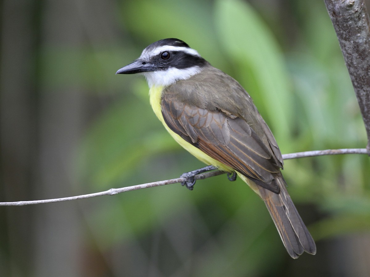 Great Kiskadee - Pitangus sulphuratus - Birds of the World