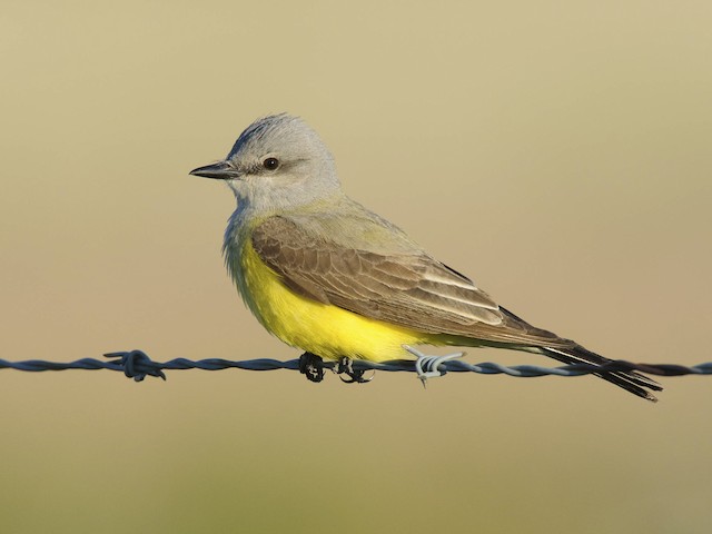 Western Kingbird In Flight