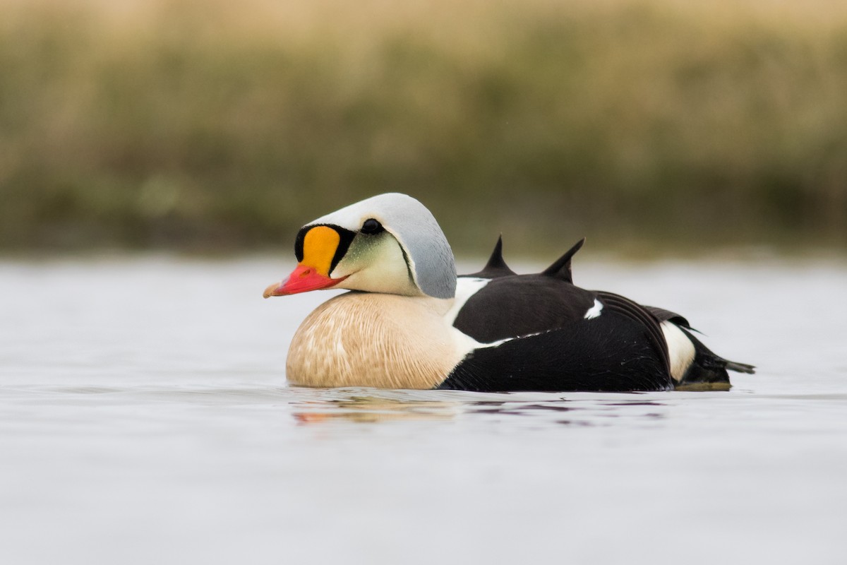 King Eider - Somateria spectabilis - Media Search - Macaulay Library and eBird
