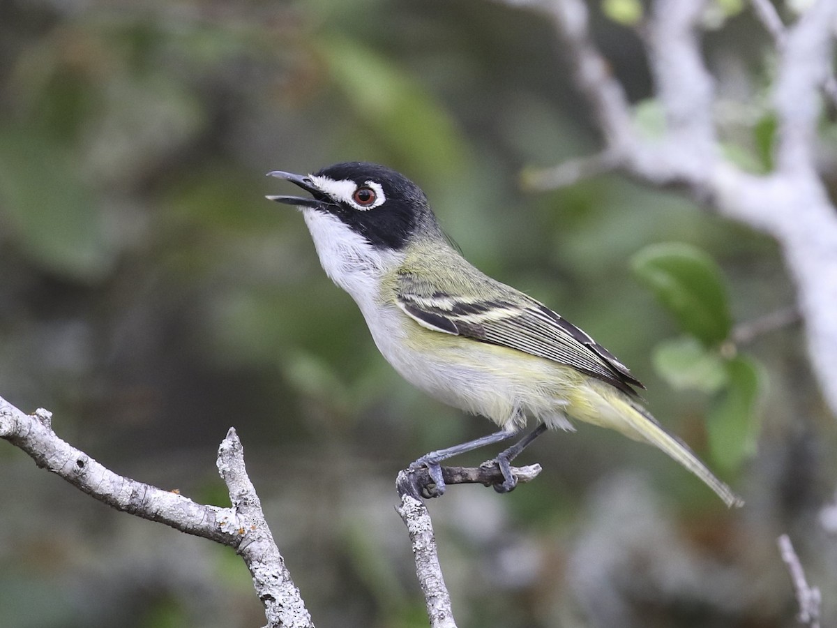 Black-capped Vireo - Vireo atricapilla - Birds of the World