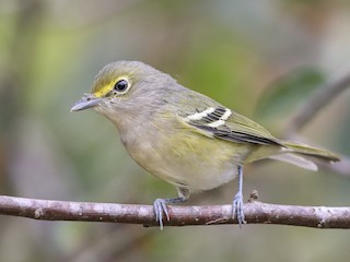 White-eyed Vireo - Vireo griseus - Birds of the World