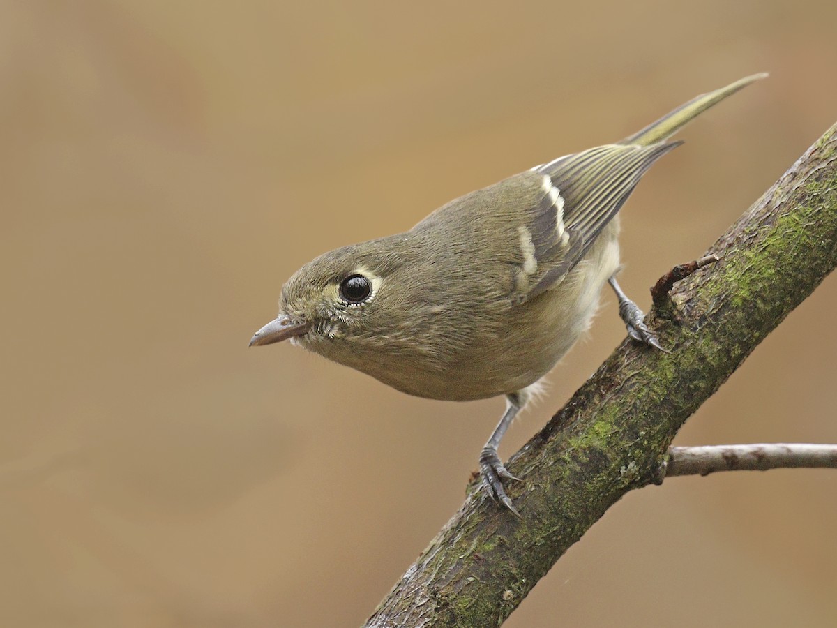 Hutton's Vireo - Vireo huttoni - Birds of the World