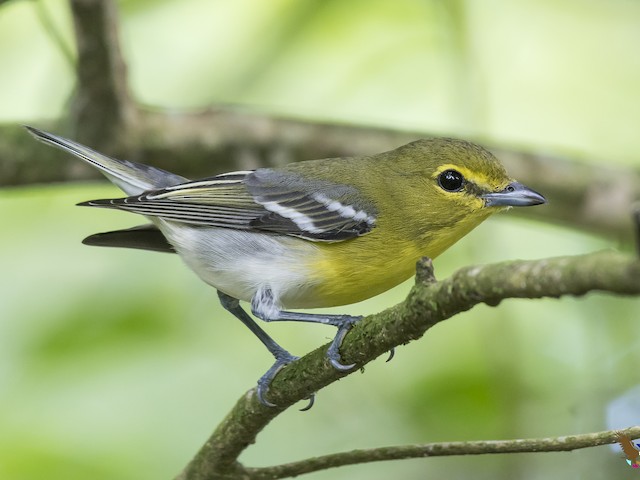 Photos - Yellow-throated Vireo - Vireo flavifrons - Birds of the World
