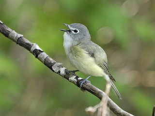 Cassin's Vireo - Vireo cassinii - Birds of the World