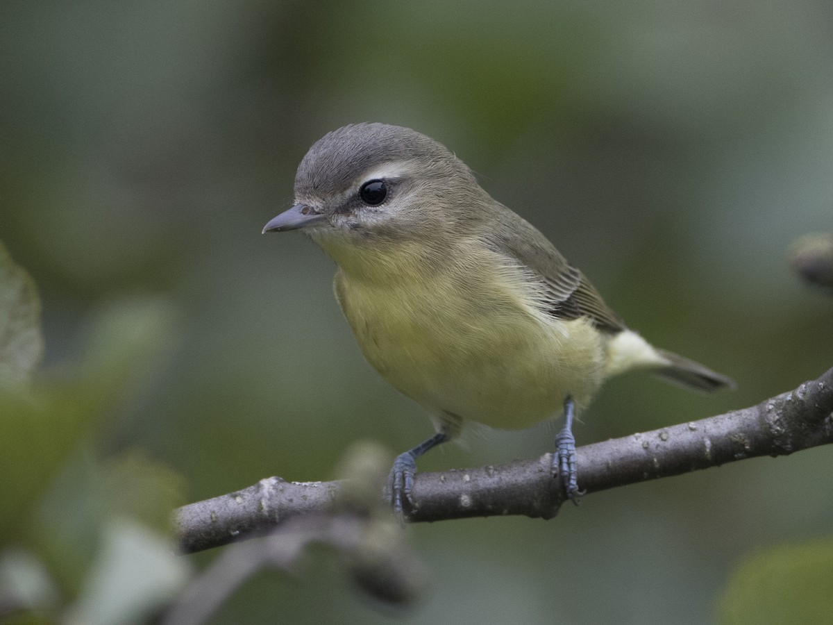 Philadelphia Vireo - Vireo philadelphicus - Birds of the World
