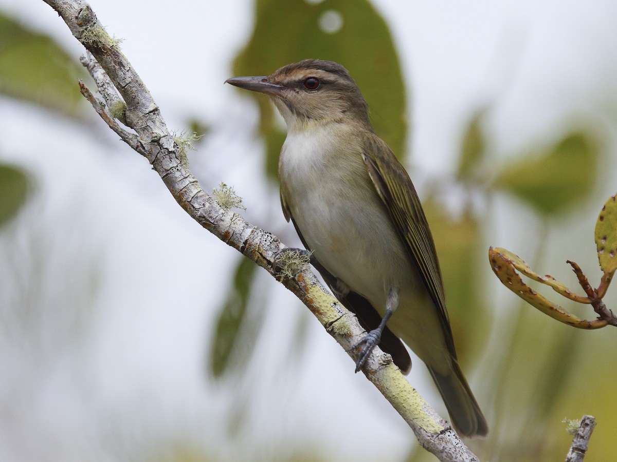Black-whiskered Vireo - Vireo altiloquus - Birds of the World