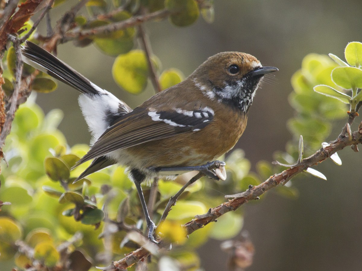 Hawaii Elepaio - Chasiempis sandwichensis - Birds of the World