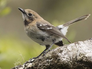 Oahu Elepaio - Chasiempis ibidis - Birds of the World