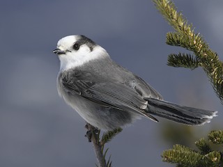 Canada Jay - Perisoreus canadensis - Birds of the World