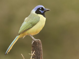 Green Jay - Cyanocorax yncas - Birds of the World