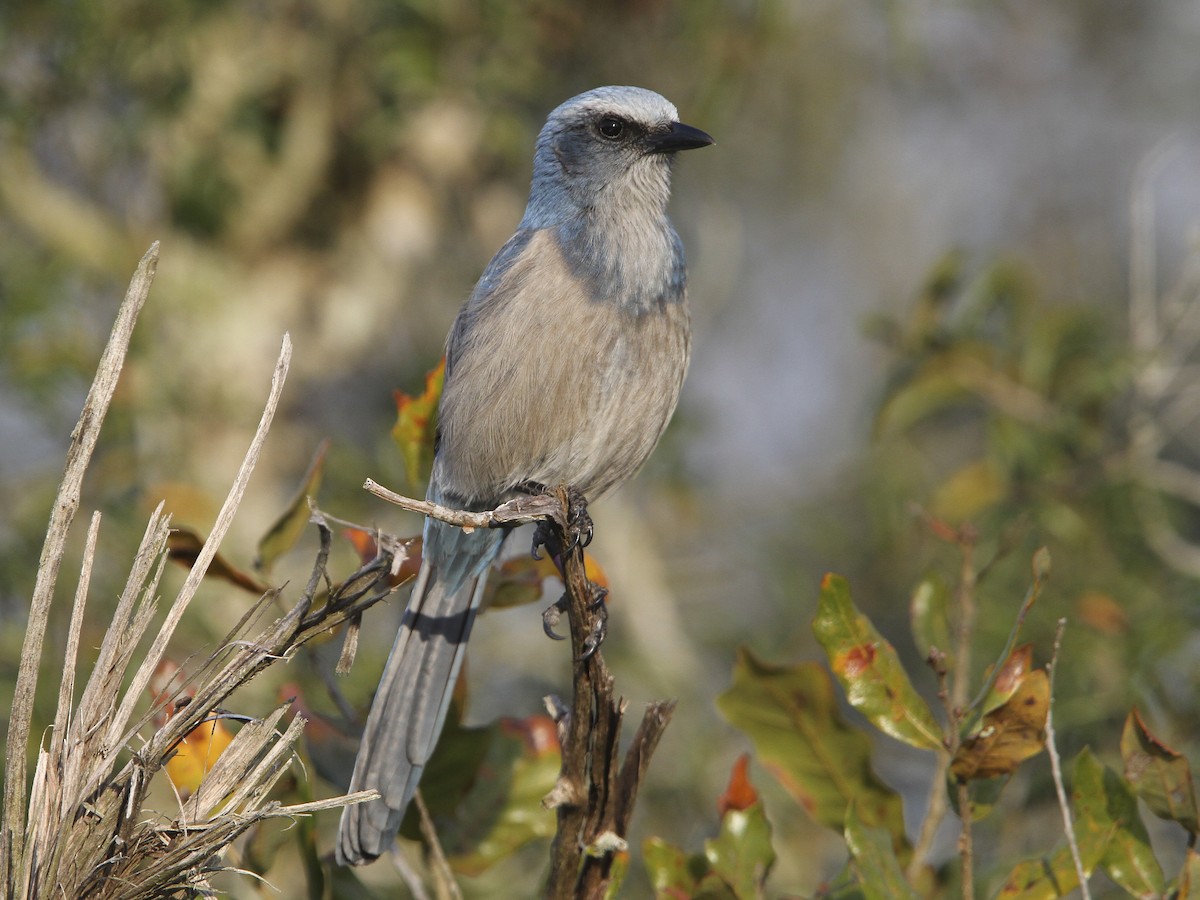 Florida Scrub-Jay - Aphelocoma coerulescens - Birds of the World