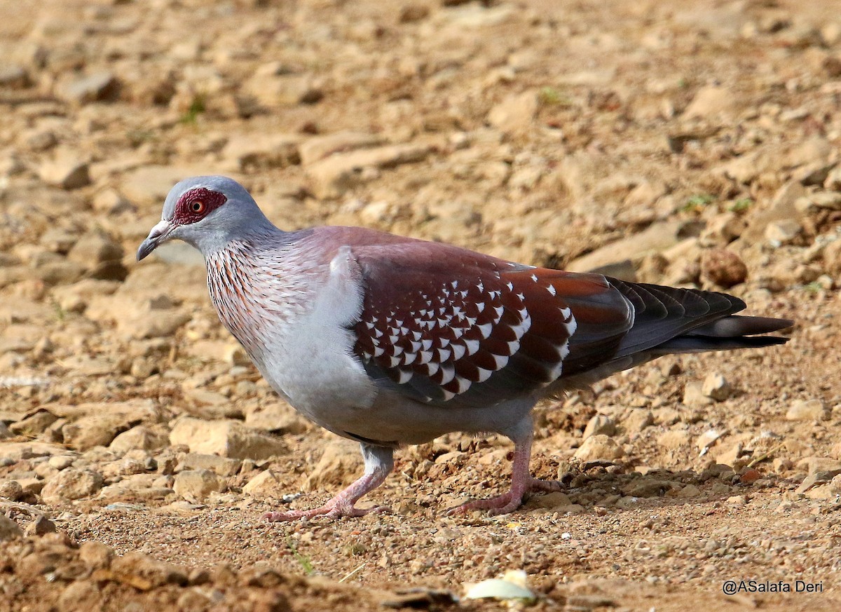eBird Checklist - 20 Oct 2019 - Addis Ababa suburbs - 3 species