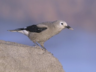 Clark's Nutcracker - Nucifraga columbiana - Birds of the World