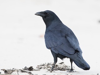 Fish Crow - Corvus ossifragus - Birds of the World