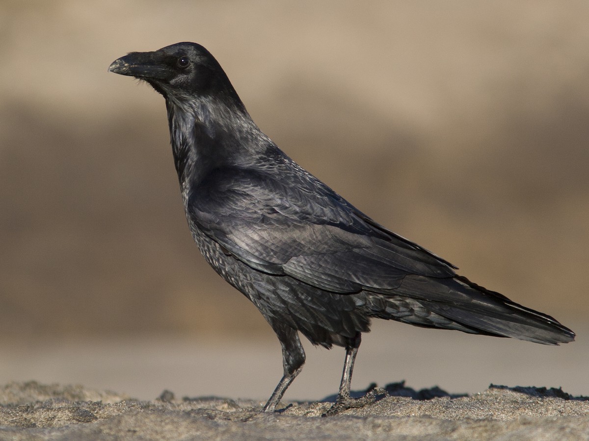 Common Raven - Corvus corax - Birds of the World