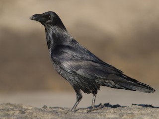 Common Raven - Corvus corax - Birds of the World