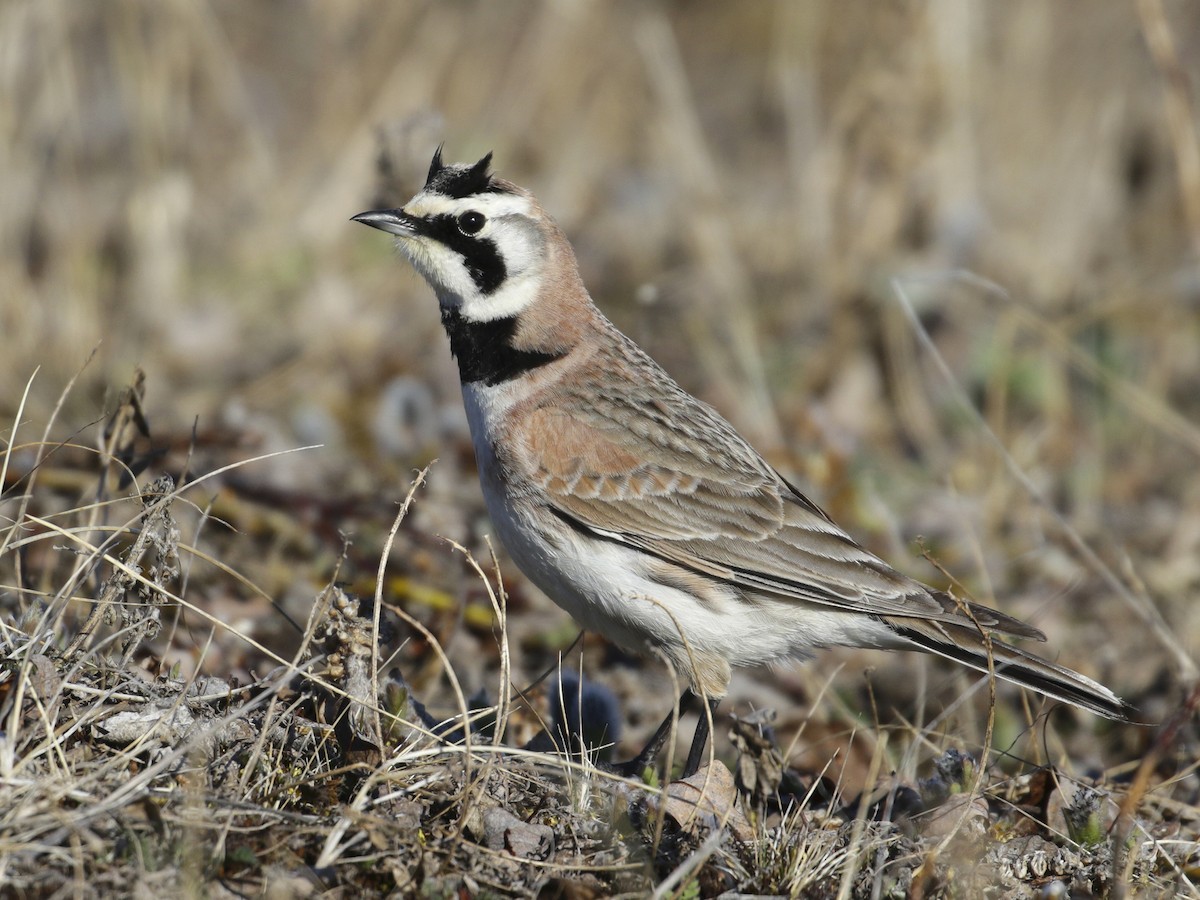Horned Lark - Eremophila alpestris - Birds of the World