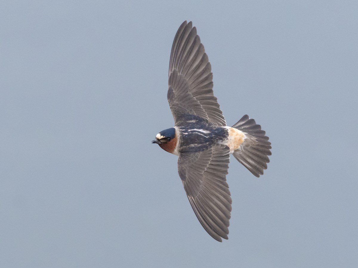 Cliff Swallow Food Chain