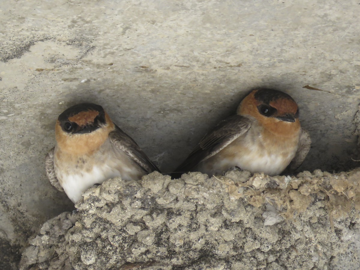 Cave Swallow - Petrochelidon fulva - Birds of the World