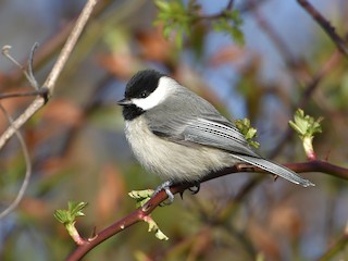Carolina Chickadee - Poecile carolinensis - Birds of the World
