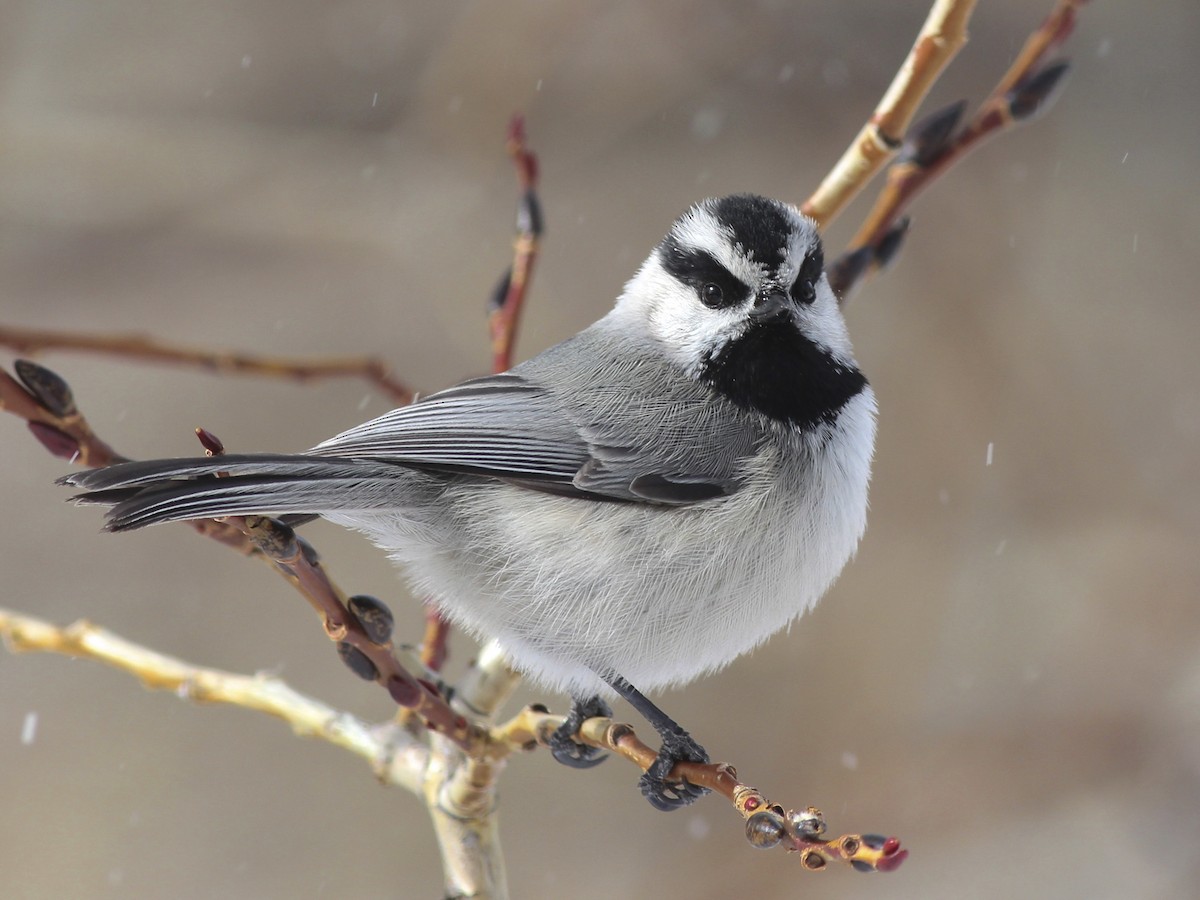 Mountain Chickadee - Poecile gambeli - Birds of the World