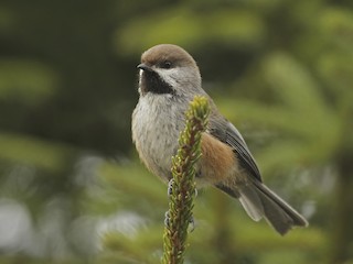 Boreal Chickadee - Poecile hudsonicus - Birds of the World