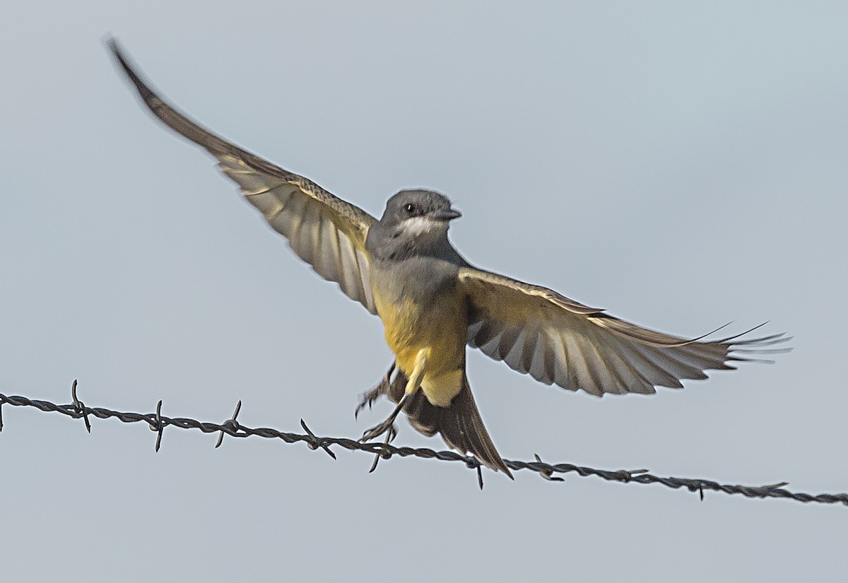 eBird Checklist - 7 Dec 2019 - I-5--Westley Rest Area - 3 species