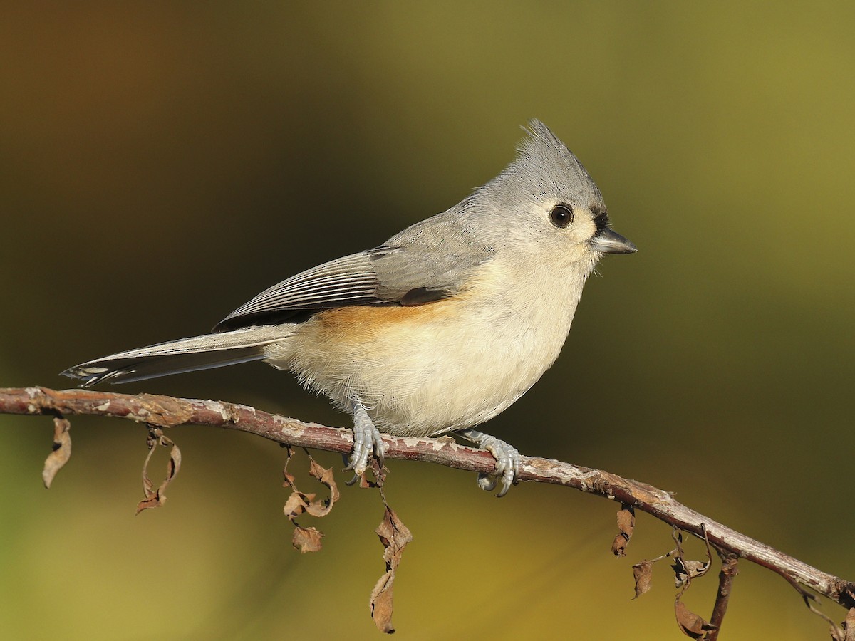 Tufted Titmouse - Baeolophus bicolor - Birds of the World