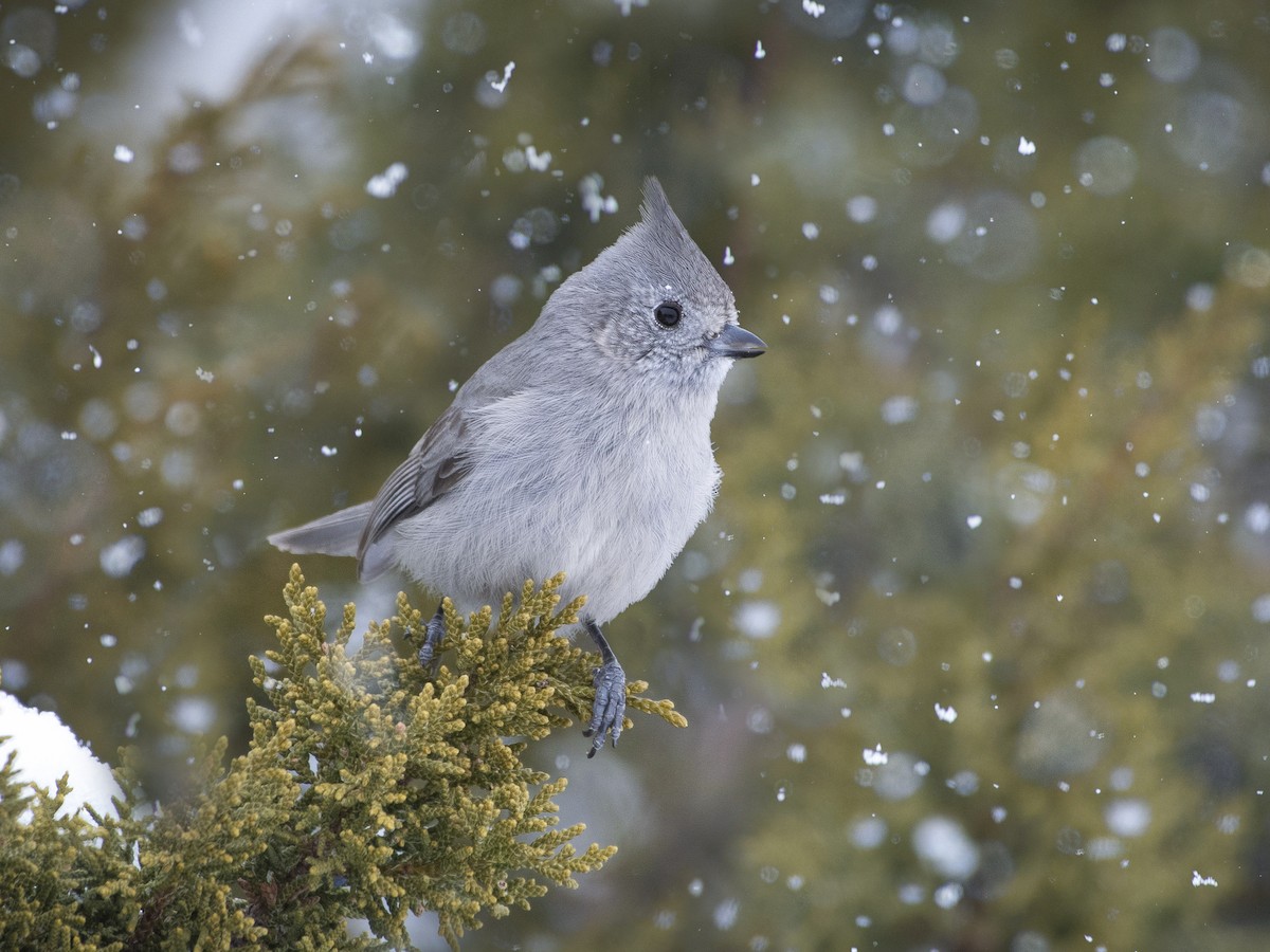 Juniper Titmouse - Baeolophus ridgwayi - Birds of the World