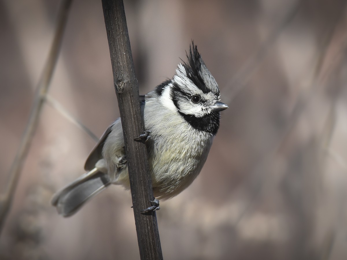 Bridled Titmouse - Baeolophus wollweberi - Birds of the World