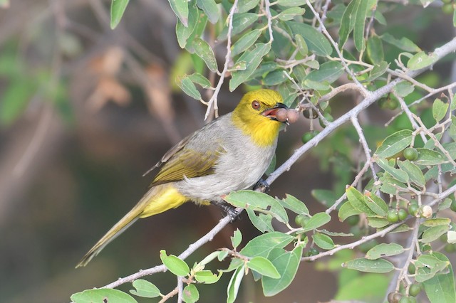 Photos - Yellow-throated Bulbul - Pycnonotus xantholaemus - Birds of ...
