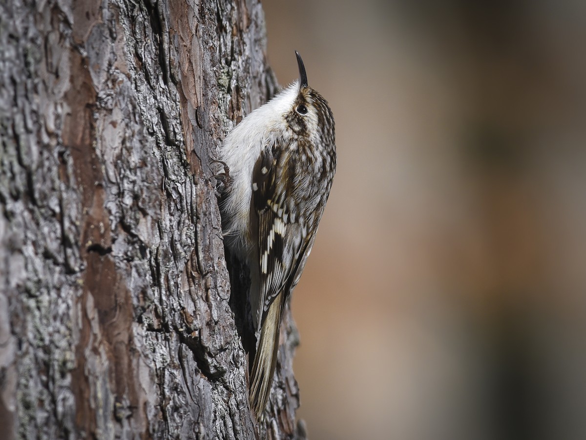 Brown Creeper - Certhia americana - Birds of the World