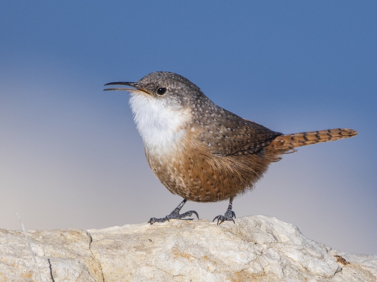 Canyon Wren - Catherpes mexicanus - Birds of the World