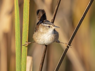 Marsh Wren - Cistothorus palustris - Birds of the World