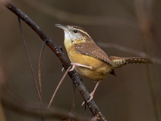 Carolina Wren - Thryothorus ludovicianus - Birds of the World
